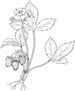 Poziomka – arkusz pracy dla ucznia ze spektrum autyzmu – autyzmwszkole.com